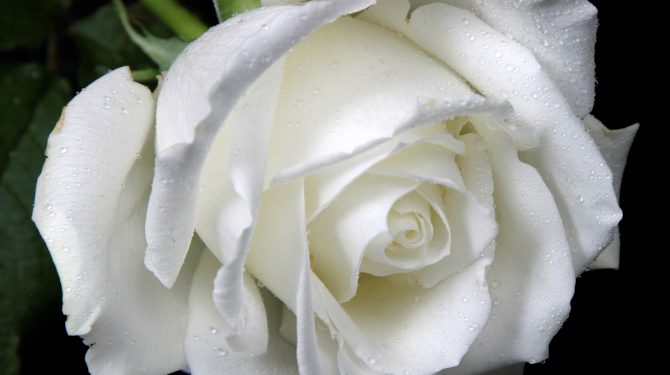 Holocaust Memorial Day Trust | 27 February 1943: The Rosenstrasse Protest